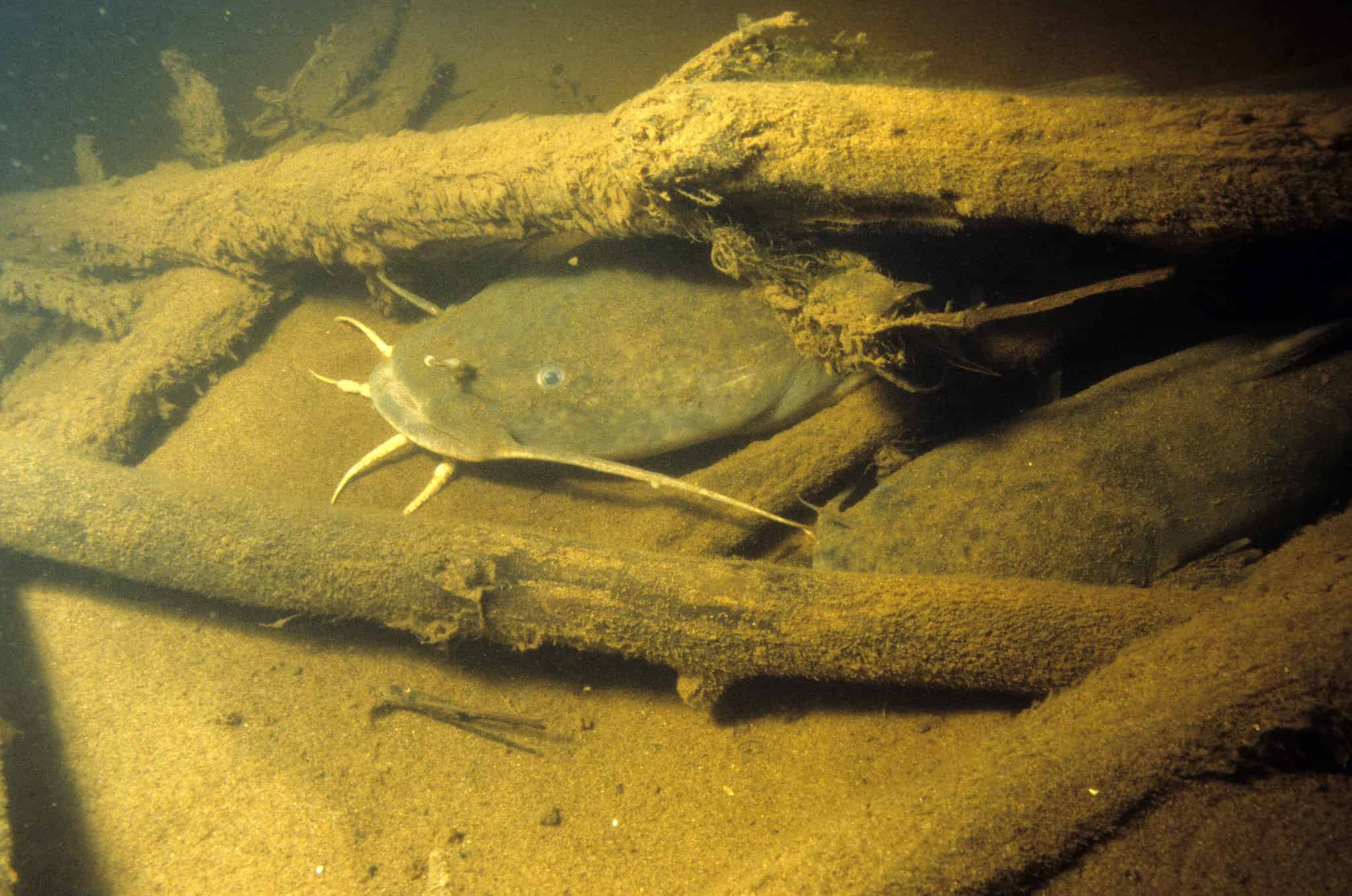 50 of the Biggest Fish Ever Caught In the USA - A-Z Animals