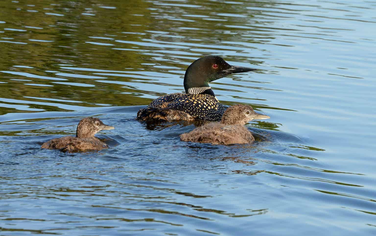 This Iconic Minnesota Bird Needs a Football Field of Water Just to Take ...
