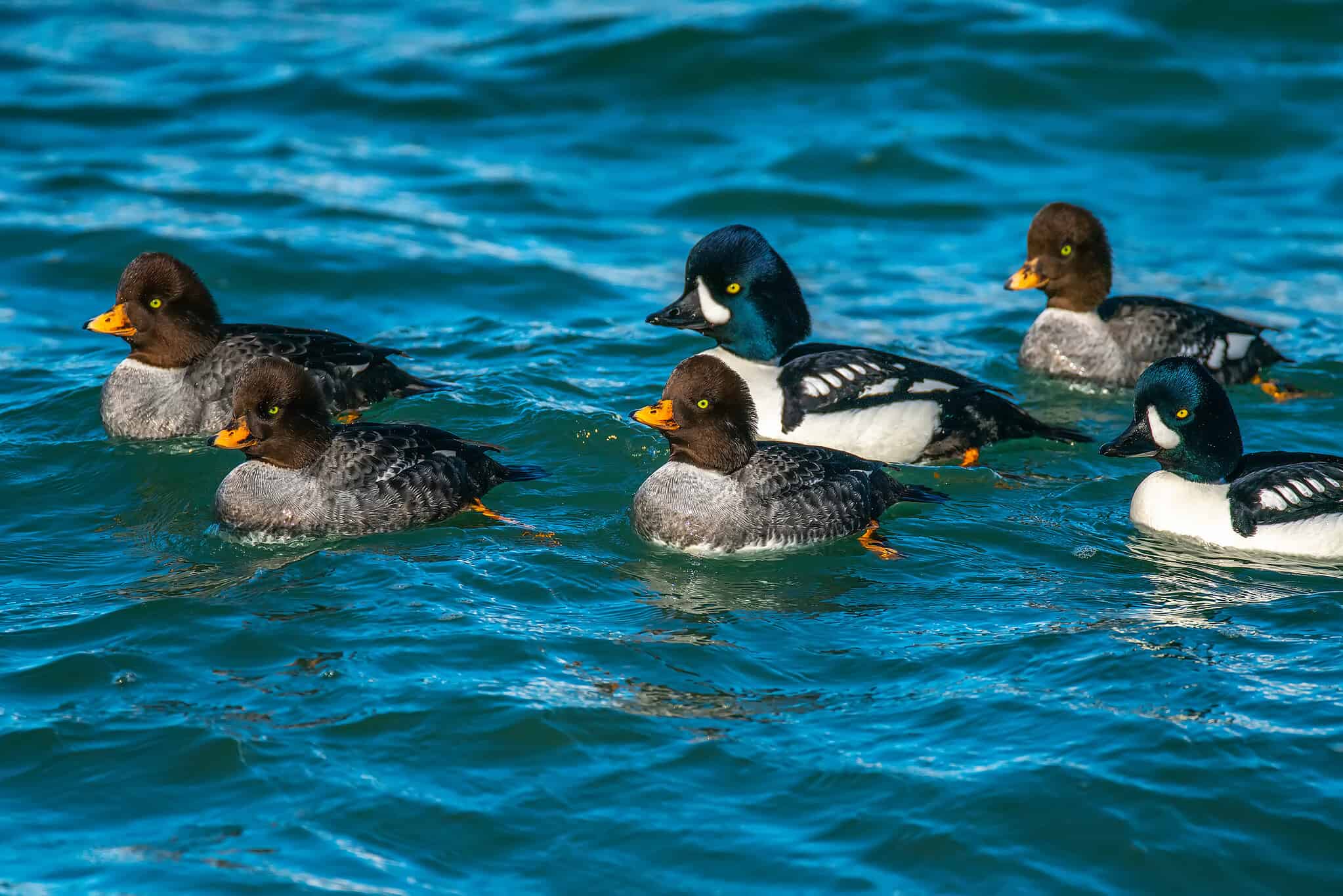 28 Types of Ducks in North America - A-Z Animals