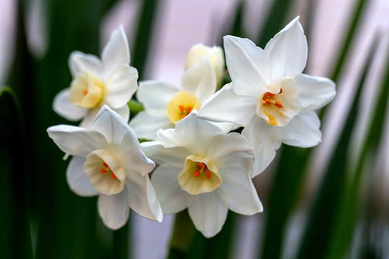 25 Beautiful Flowers That Start With Z - A-Z Animals