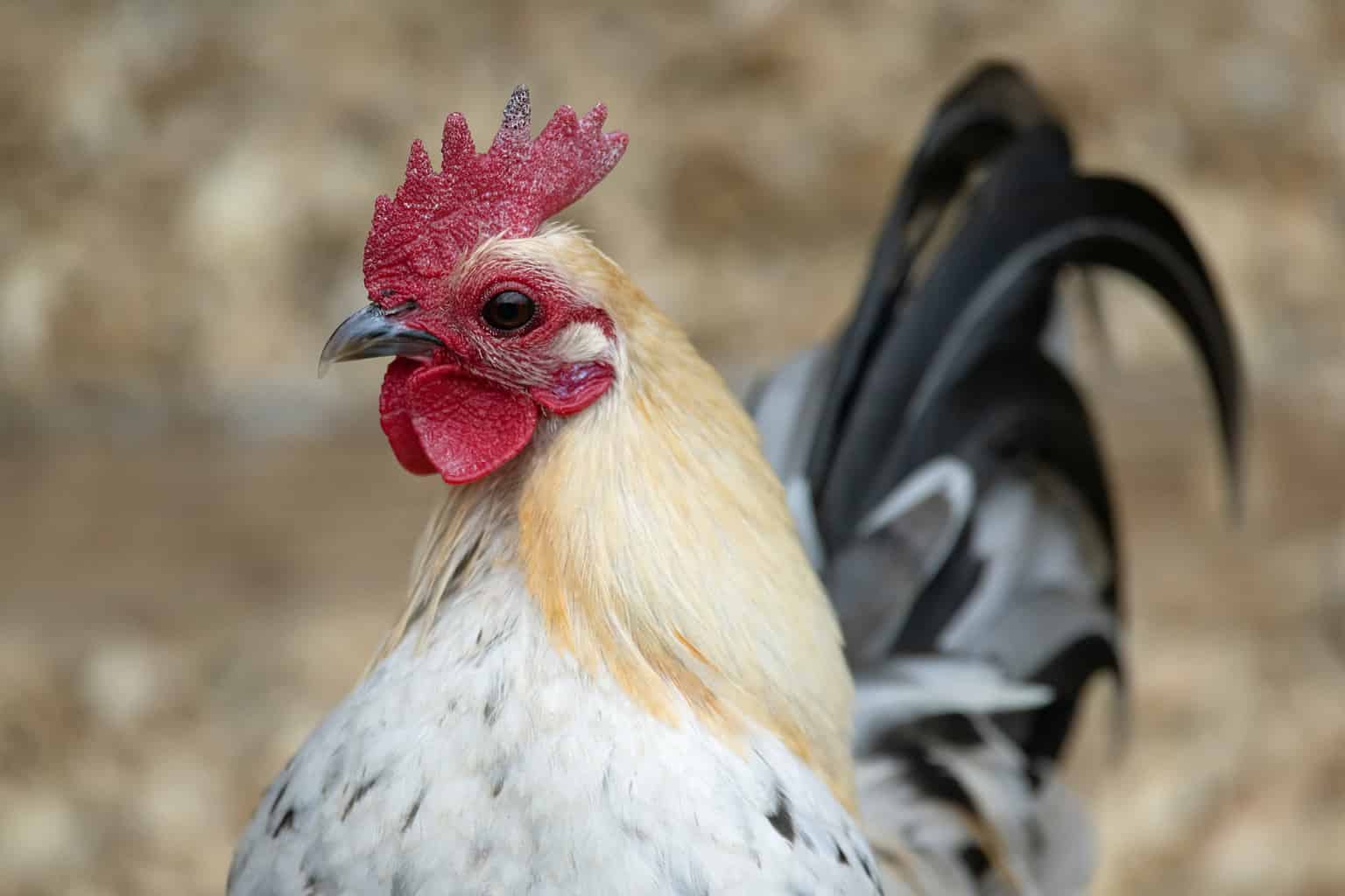 21 Chicken Breeds That Lay White Eggs - A-Z Animals