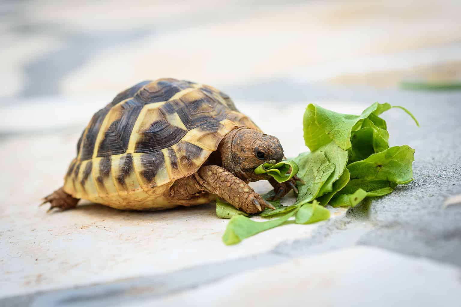Turtle Predators: What Eats Turtles? - A-Z Animals