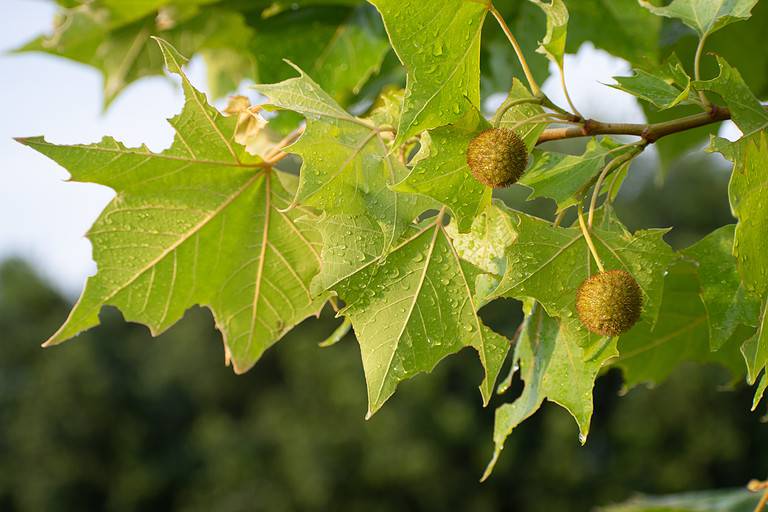 London Plane vs. American Sycamore Tree: 15 Differences Between These ...