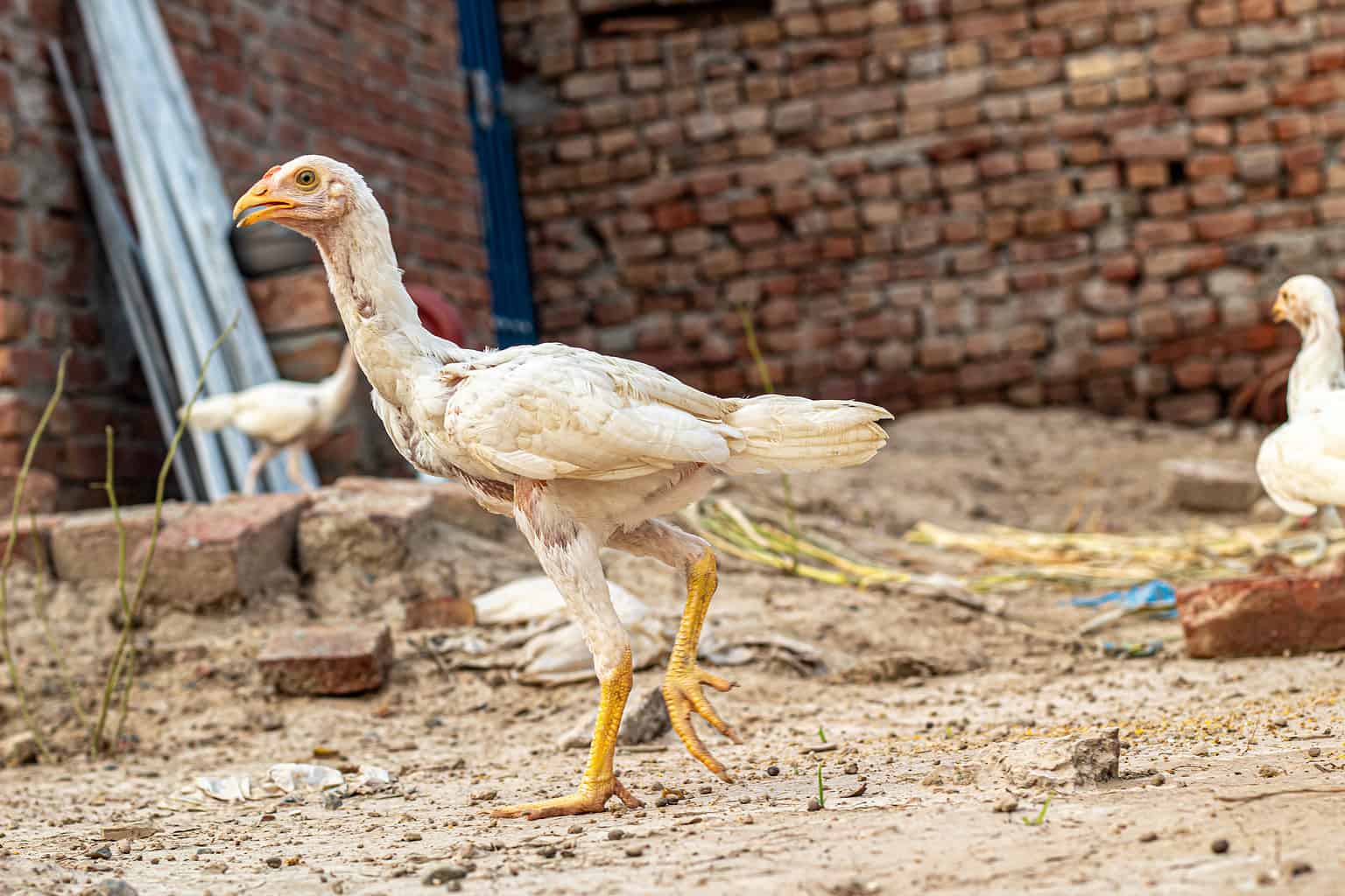 28 White Chicken Breeds You Are Sure to Love - A-Z Animals
