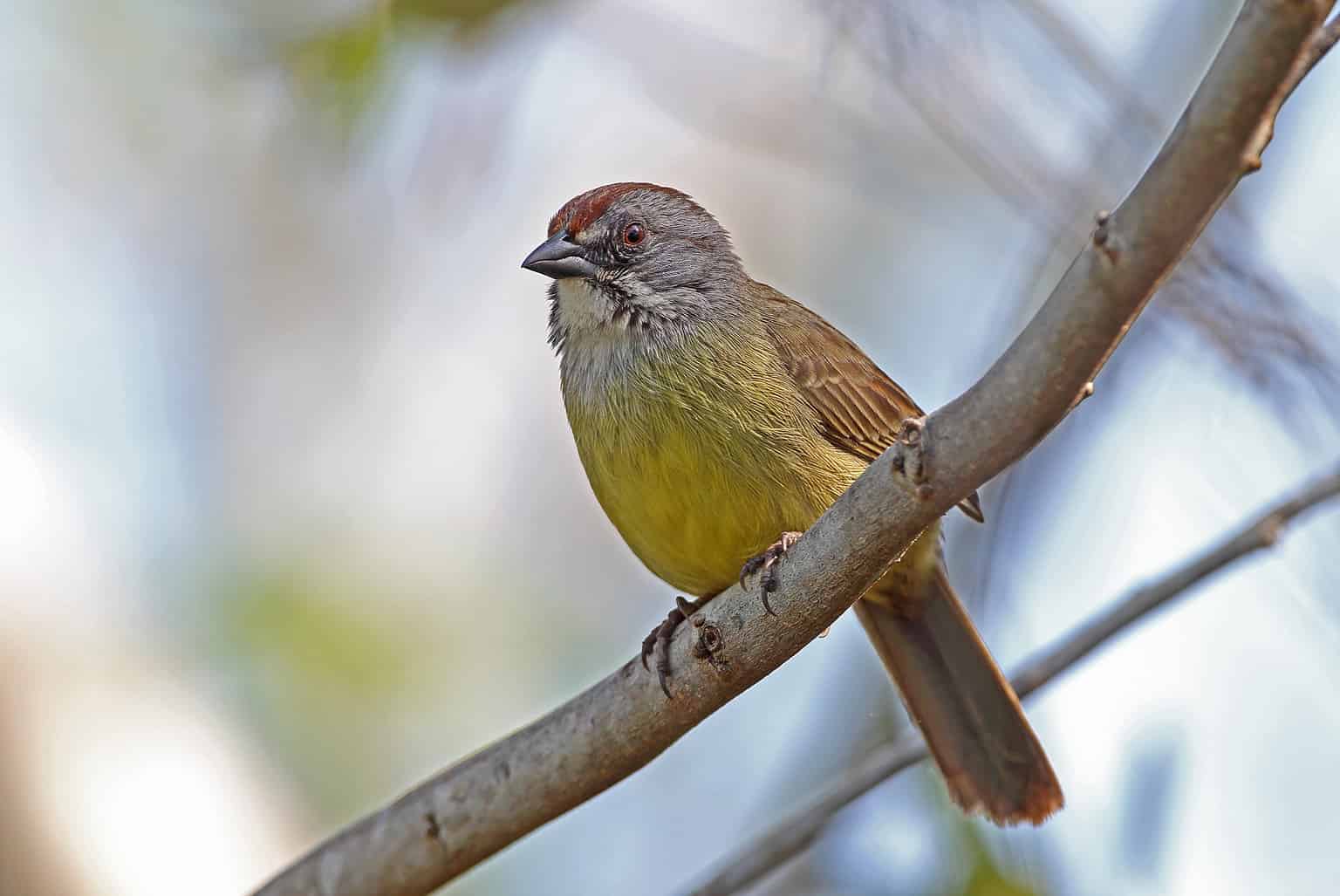 Discover 24 Amazing Birds That Start With Z - A-Z Animals