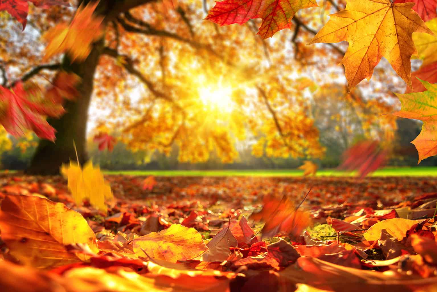 8 Reasons You Should Actually Leave Your Leaves on the Ground - A-Z Animals