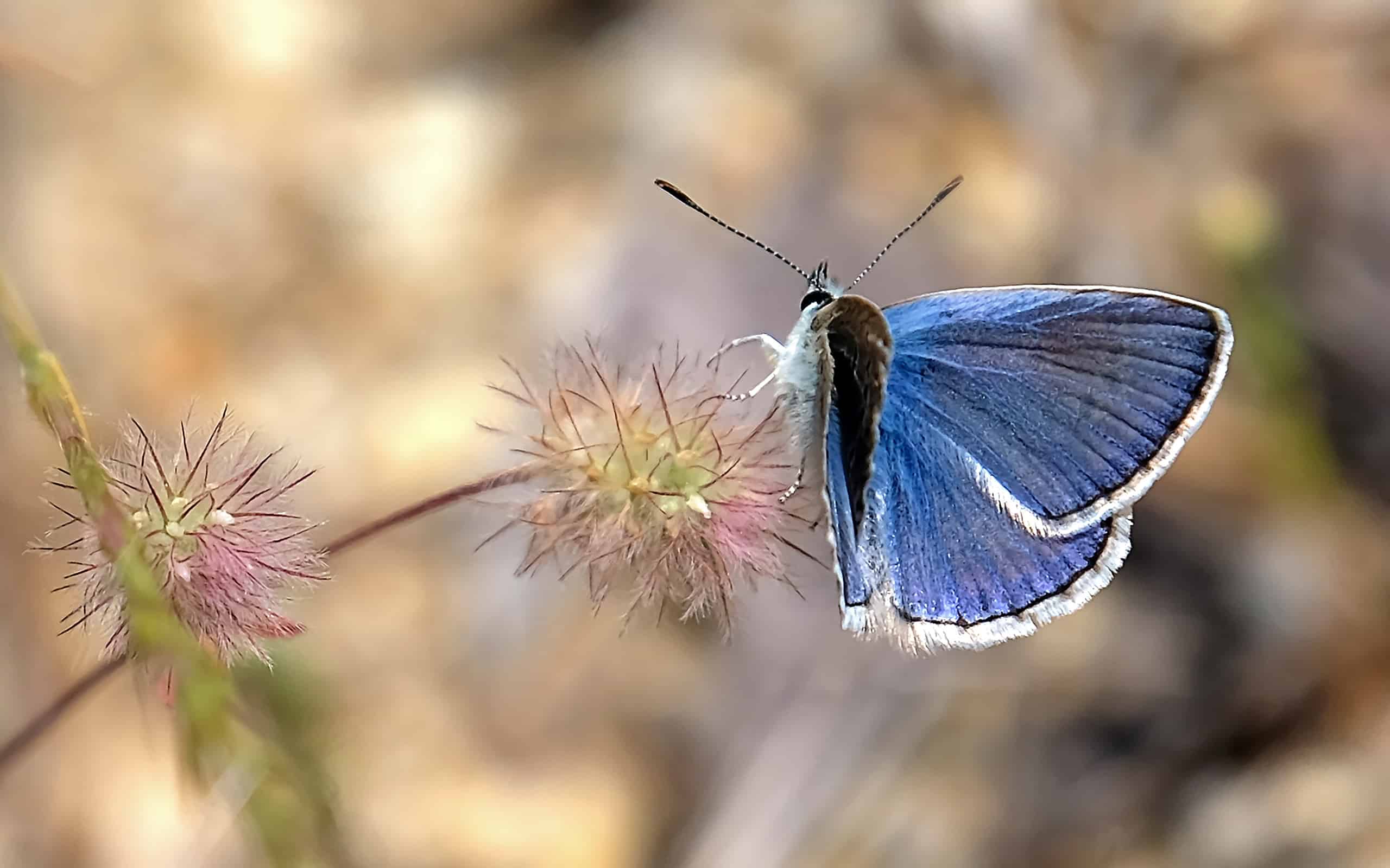 The Rarest Butterfly in the World Only Lives 5 Days as an Adult