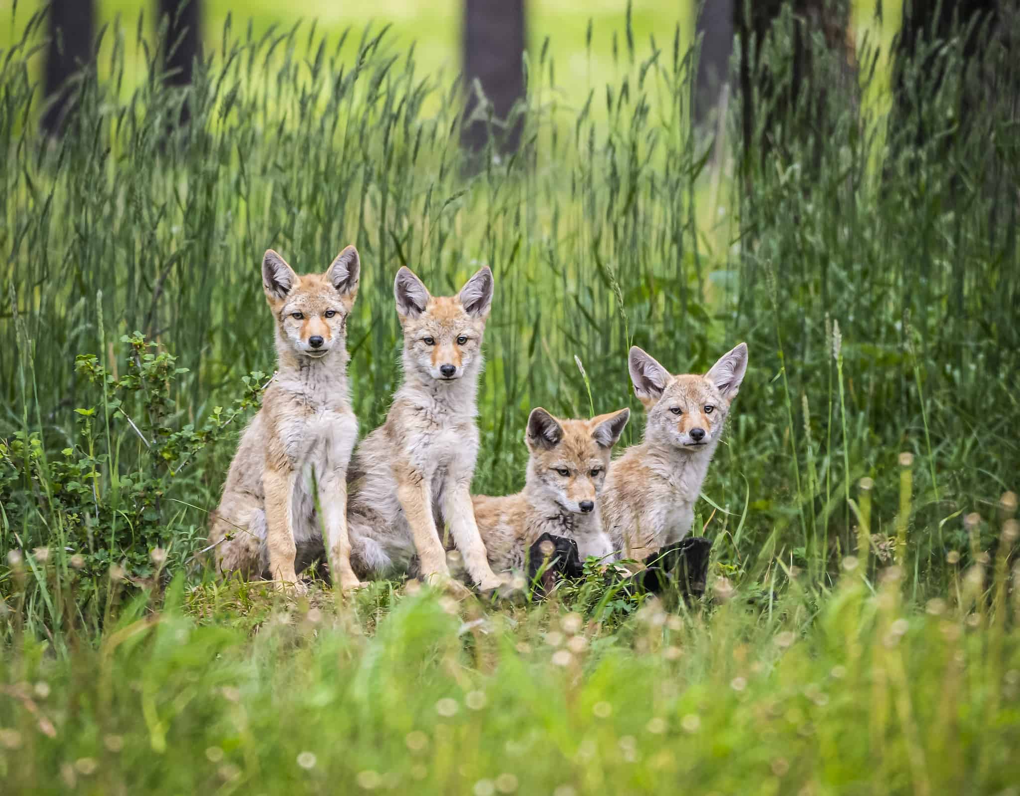 Baby Coyote Pup: 11 Pictures and 10 Incredible Facts - A-Z Animals