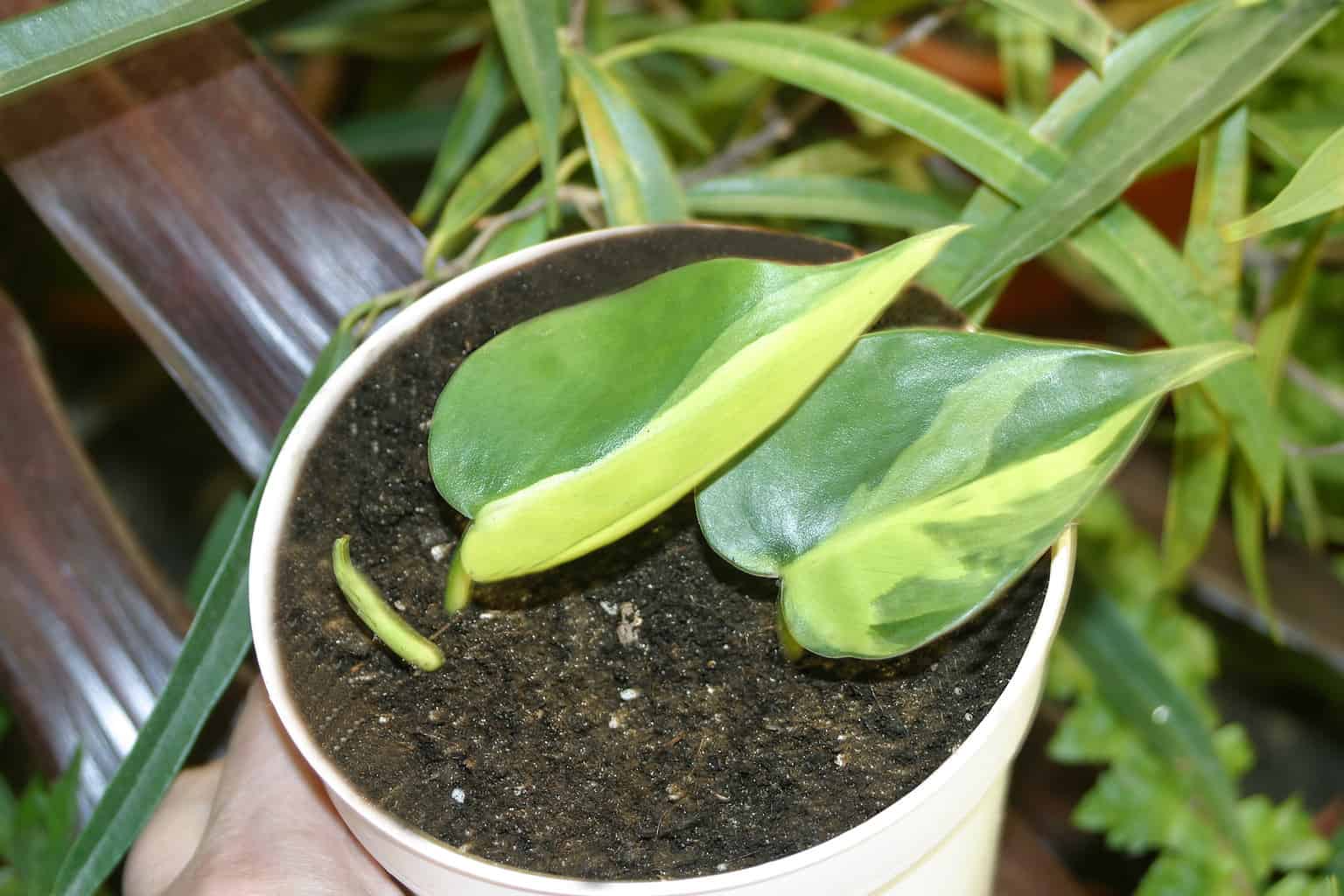 Caring for Your Philodendron Brasil: 10 Tips for a Healthy Plant