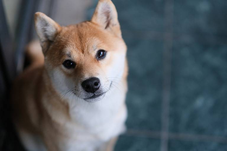 How to Train Your Shiba Inu: The 7 Best Methods and Tips - A-Z Animals