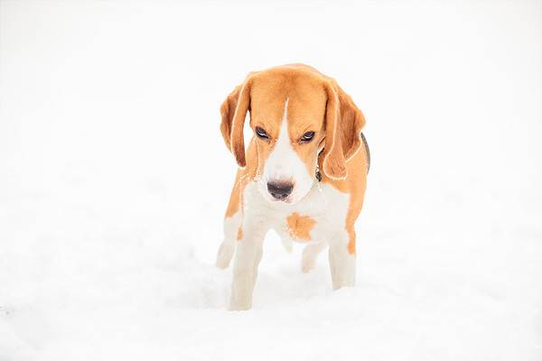 Beagles as Hunting Dogs: 10 Pros and Limitations to Know - A-Z Animals