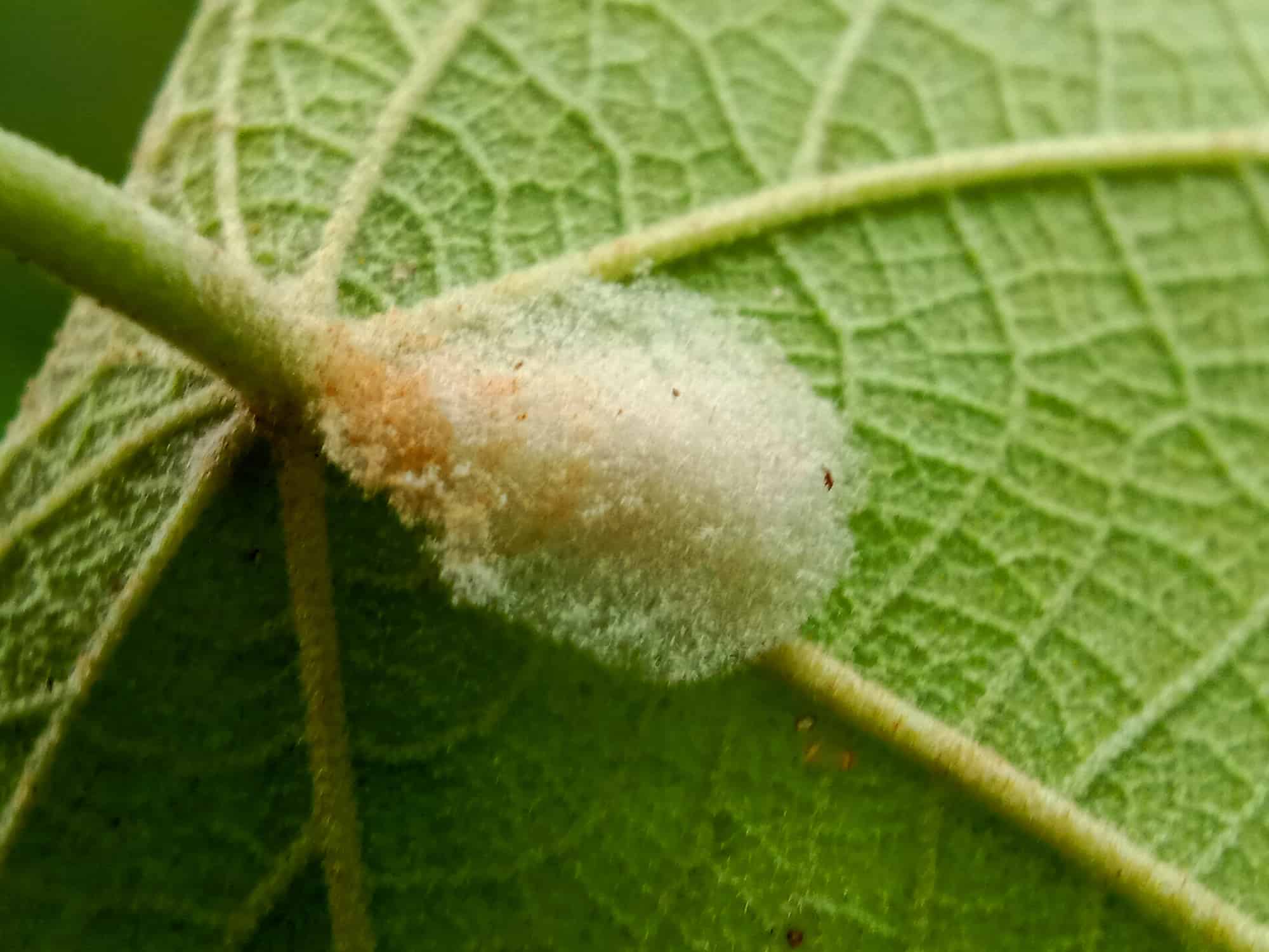 Meet the Caterpillar with Venom That Stings Like Hot Coals - A-Z Animals