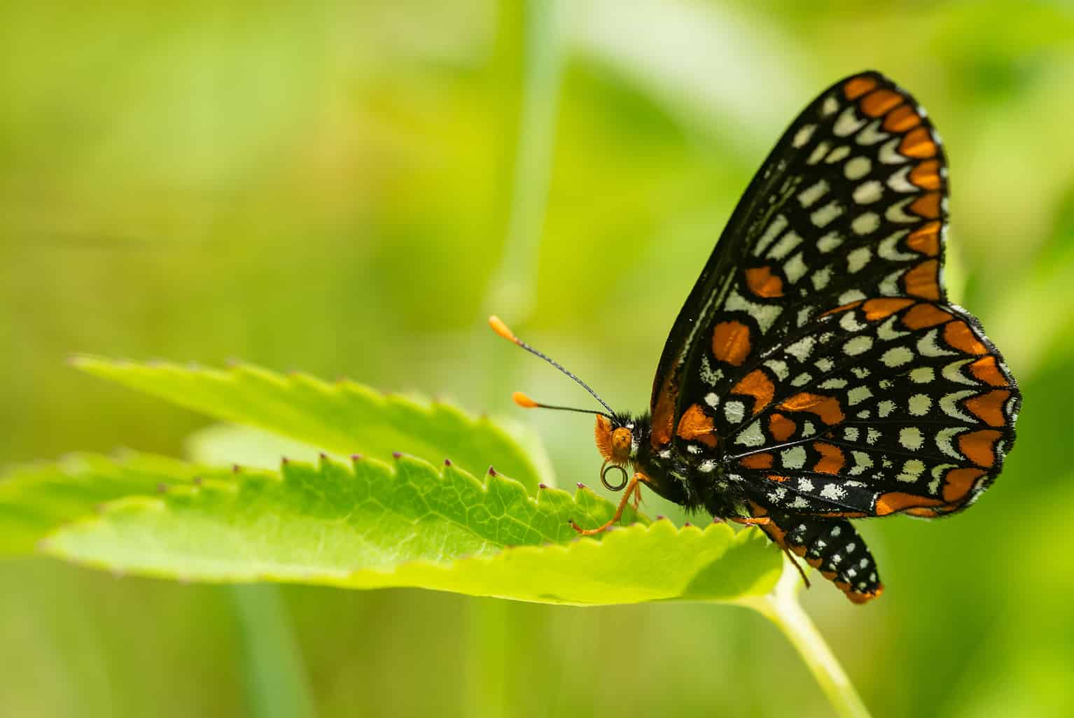 Understanding Butterfly Vision: How Many Eyes Do They Really Have? - A ...