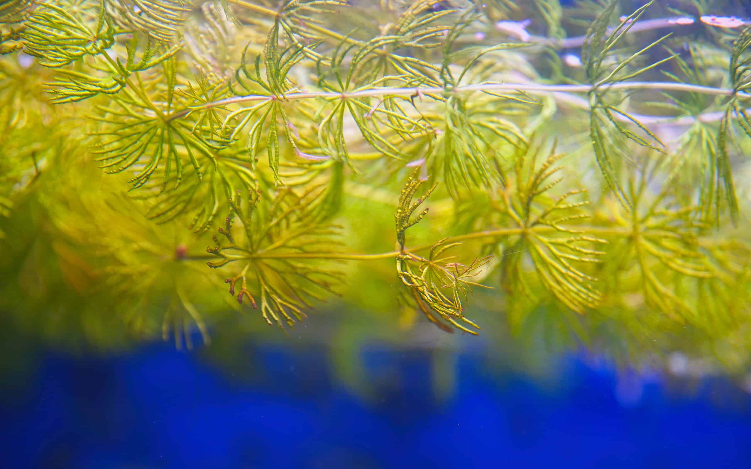 Natural Algae Eliminators For a Healthy Fish Tank - A-Z Animals Slideshows