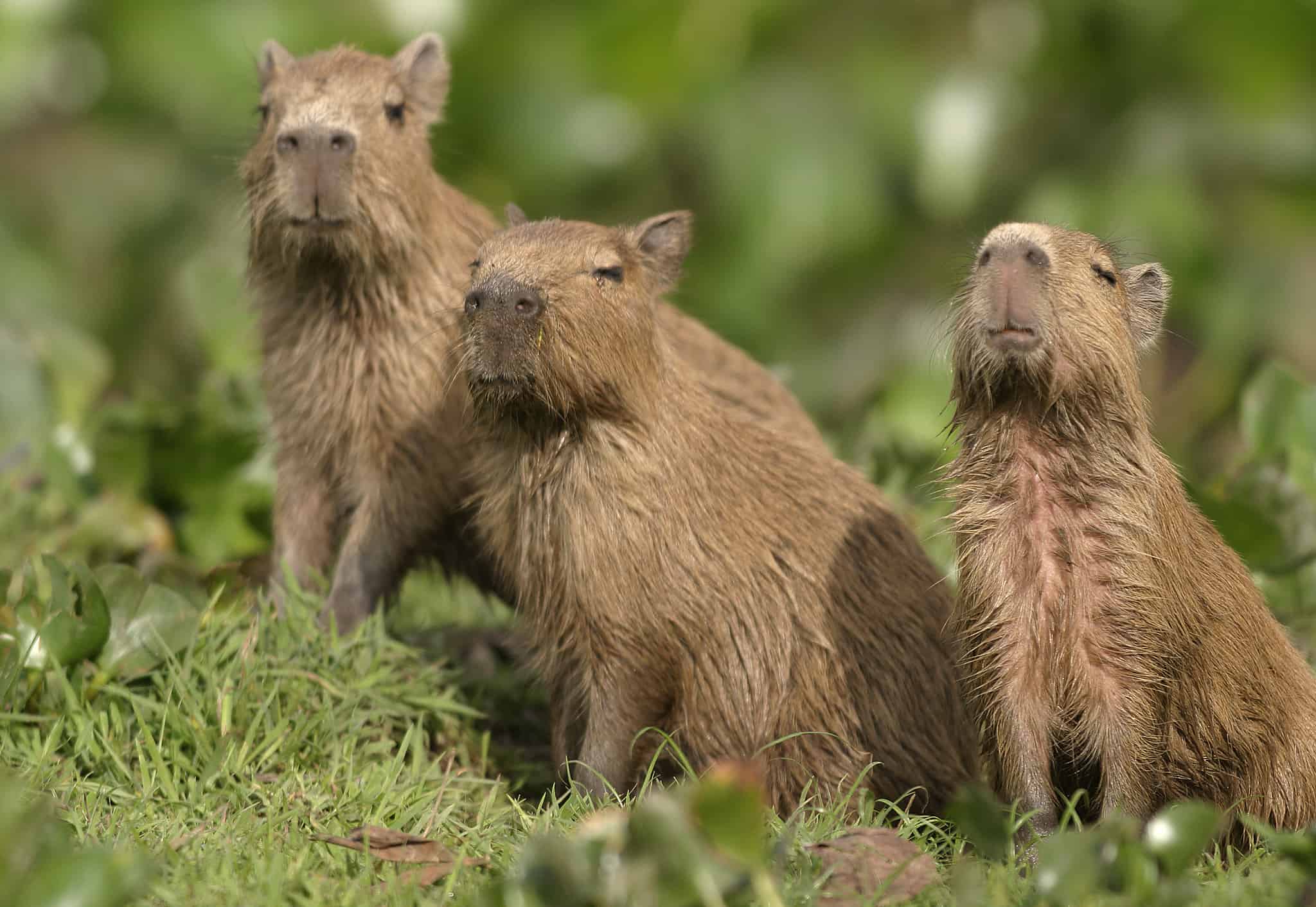 Baby Capybara: 10 Cute Pictures and 10 Amazing Facts - A-Z Animals