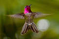 Gold Feathered Hummingbird Recently Discovered Is Even More Rare Then ...