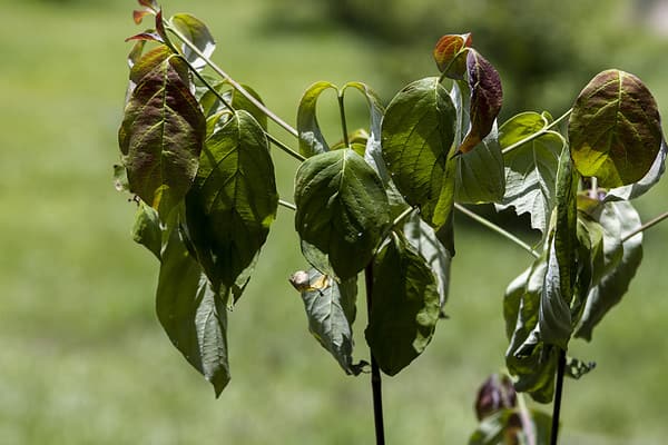Sugar Maple Sick? 7 Signs Something's Off With Your Sugar Maple