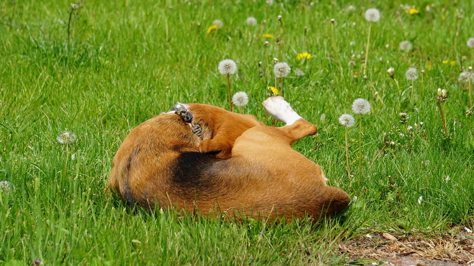 Are Beagles the Most Troublesome Dogs? 13 Common Complaints About Them ...