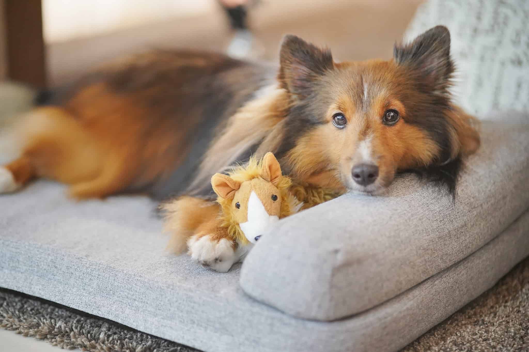 6 Incredible Orange Dog Breeds - A-Z Animals