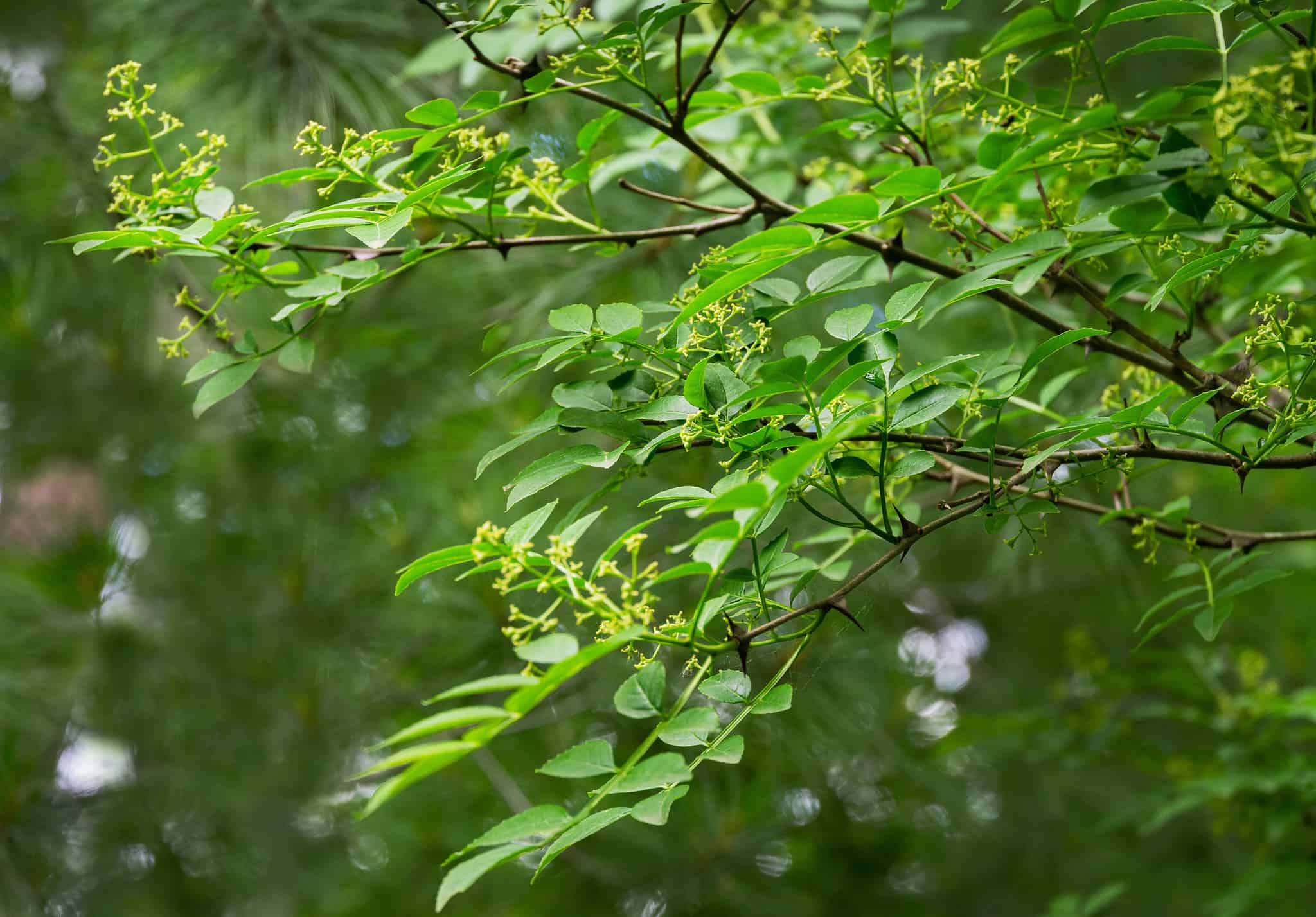 The 10 Most Iconic Trees Native to West Virginia
