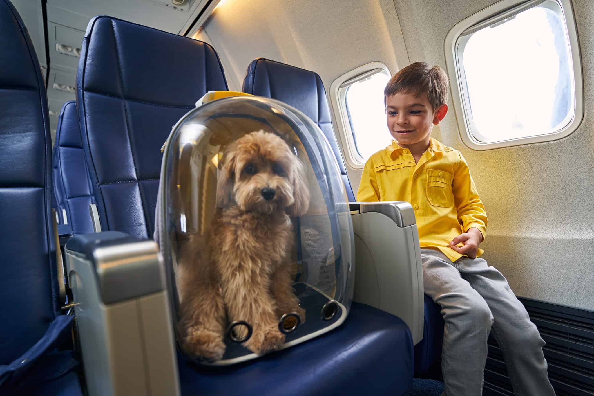 The Top 8 Reasons Poodles Are the Perfect Family Dog - A-Z Animals