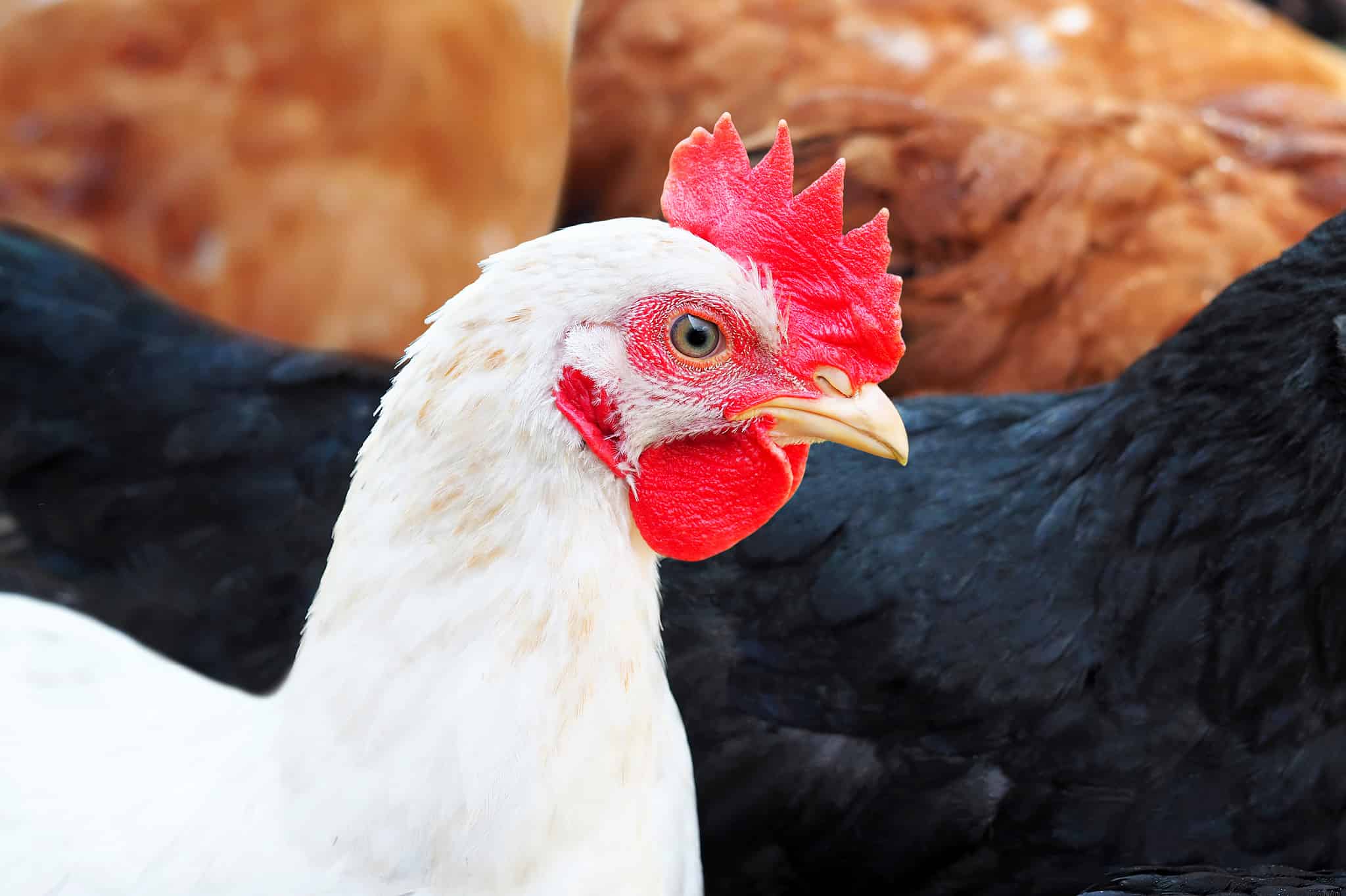 Everything You Need to Know Before Jumping on the Pet Chicken Train - A ...