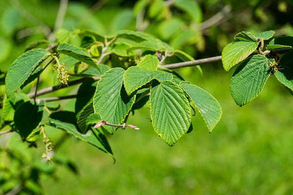 The 10 Most Iconic Trees Native to West Virginia