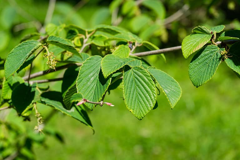 The 10 Most Iconic Trees Native to West Virginia