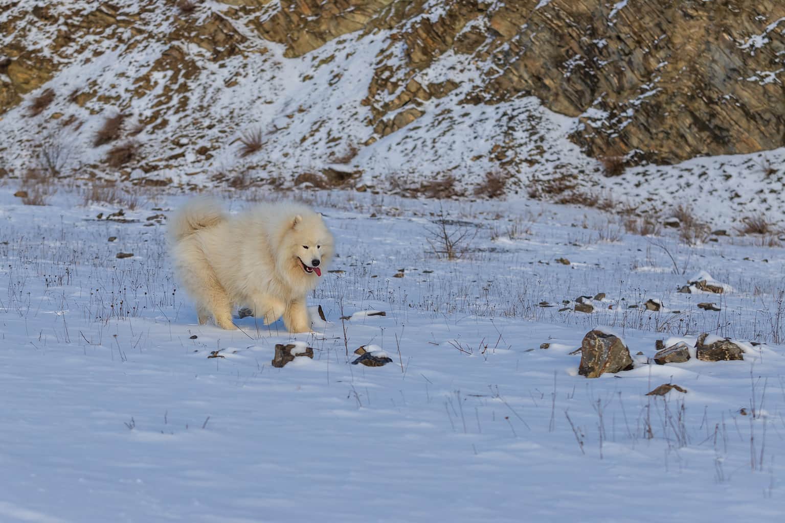 Samoyed Colors: Rarest to Most Common - A-Z Animals