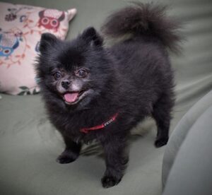 Pomeranian Colors: Rarest to Most Common - A-Z Animals