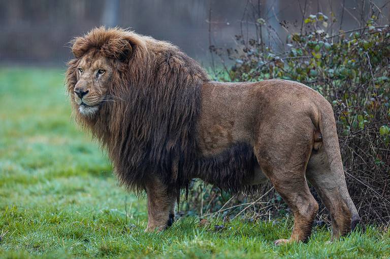 200+ Lion Names and Meanings For Each - A-Z Animals