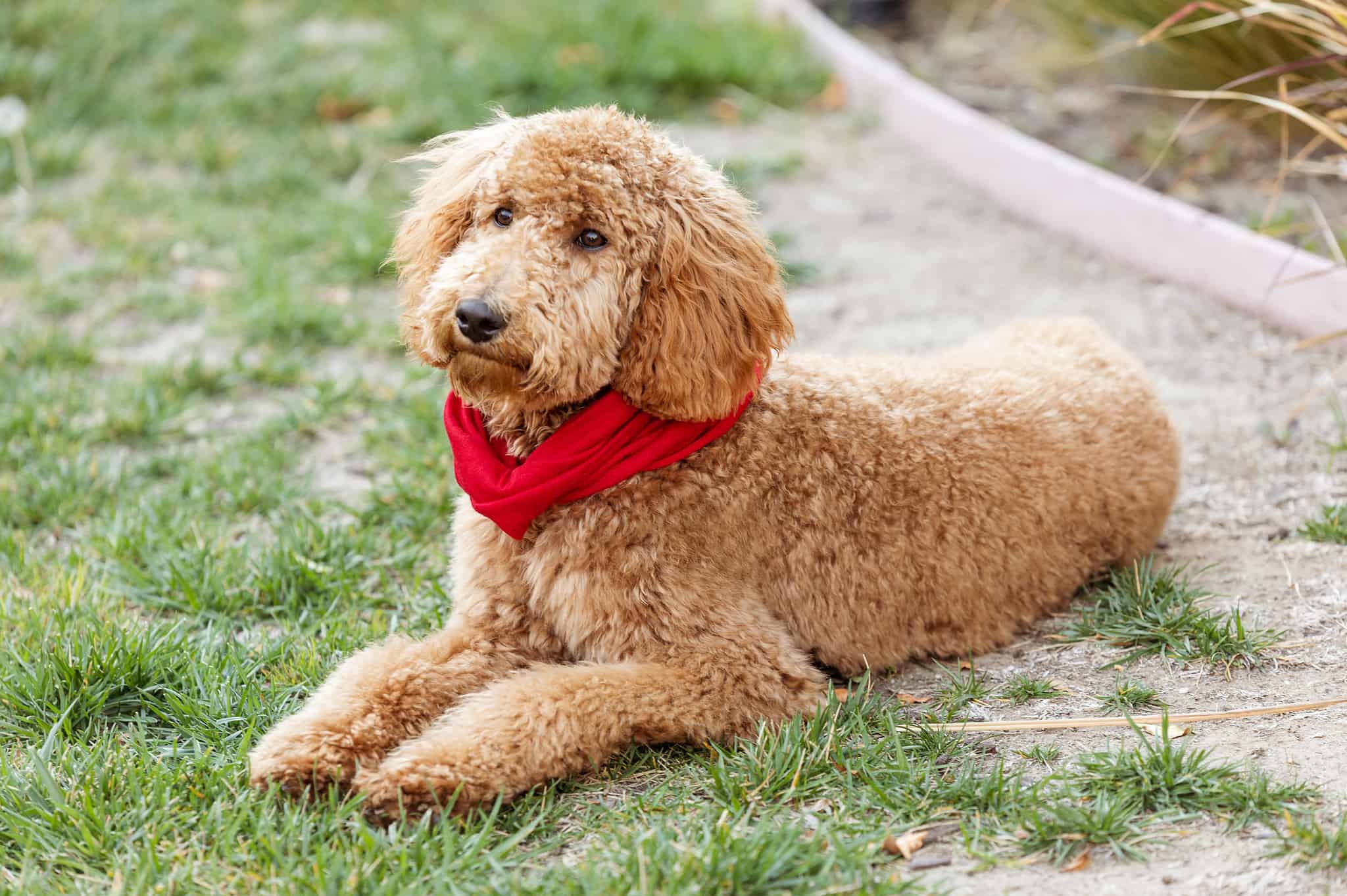 Goldendoodle Grooming Guide: How to Properly Groom a Goldendoodle - A-Z ...