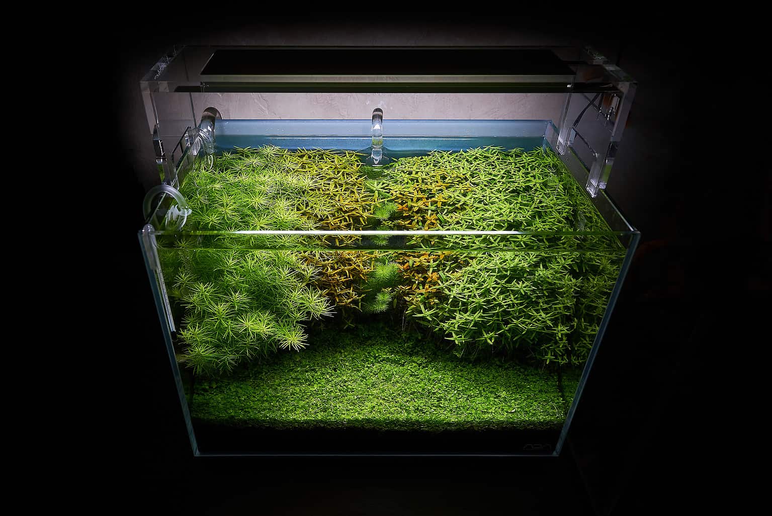5 Natural and Effective Ways to Get Rid of Algae in Your Fish Tank - A ...