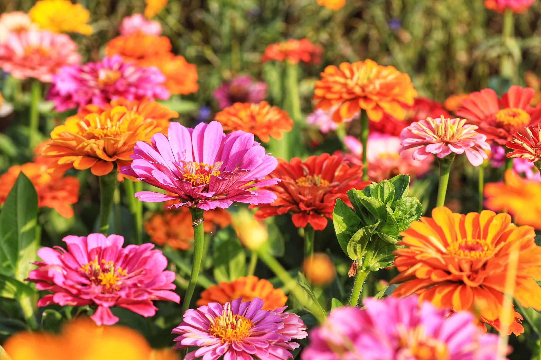 The 6 Best Annual Flowers for Arizona - A-Z Animals