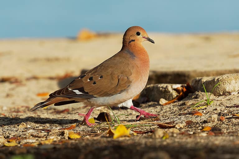 12 Birds That Spend Their Winters in New Hampshire - A-Z Animals