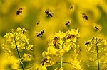 Discover Five Colors That Attract Bees - A-Z Animals