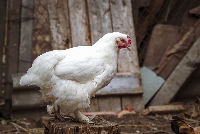The Most Gentle/Friendly Chicken Breeds - A-Z Animals