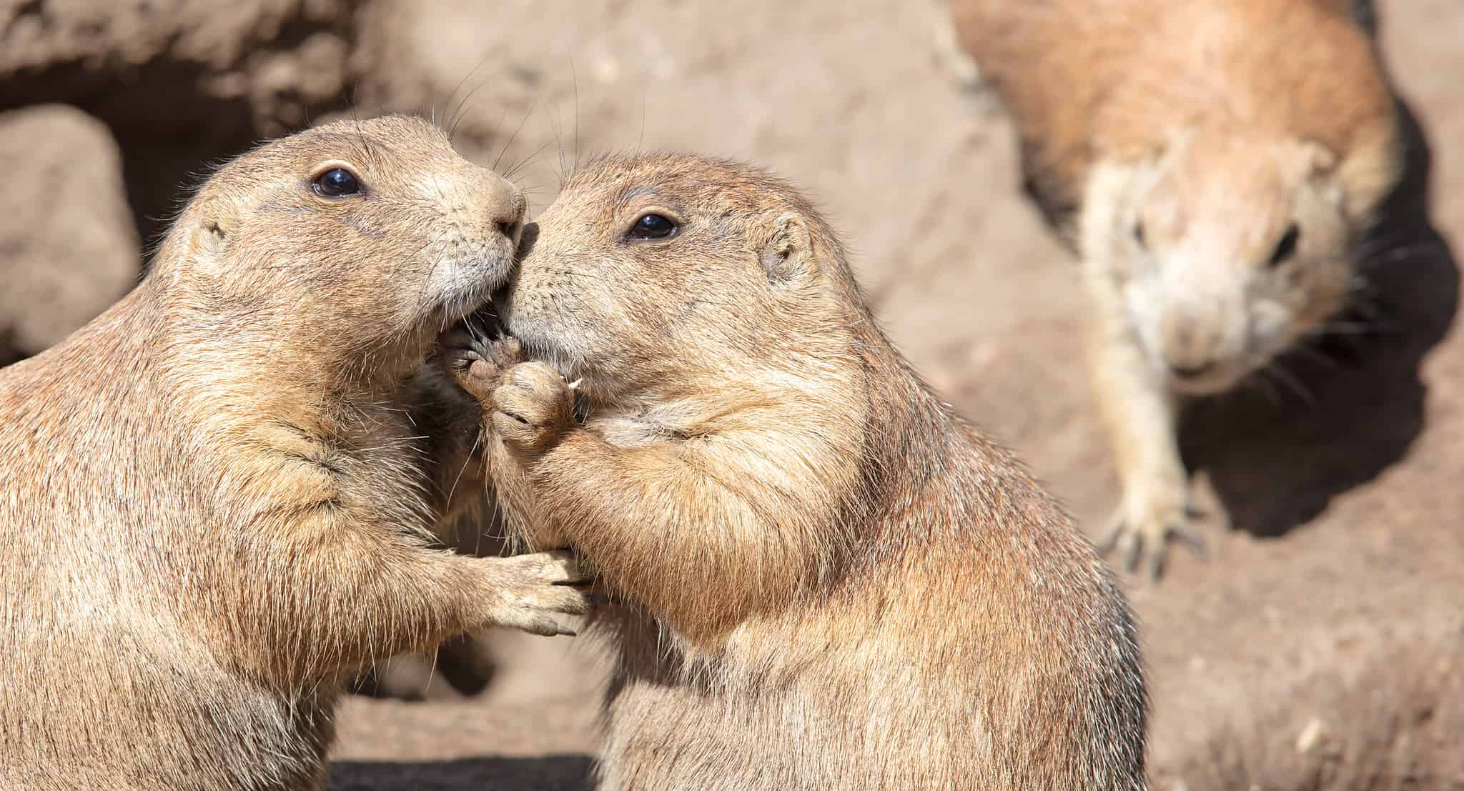 Prairie dog families