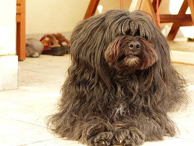 The 8 Most Common Health Problems in Havaneses - A-Z Animals