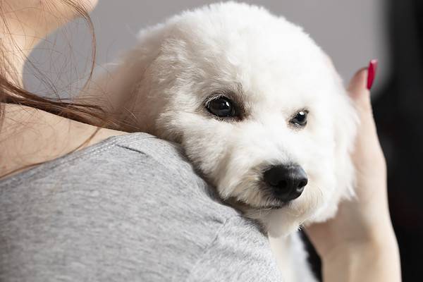 39 Dog Breeds That Have The Cutest Puppy Dog Eyes