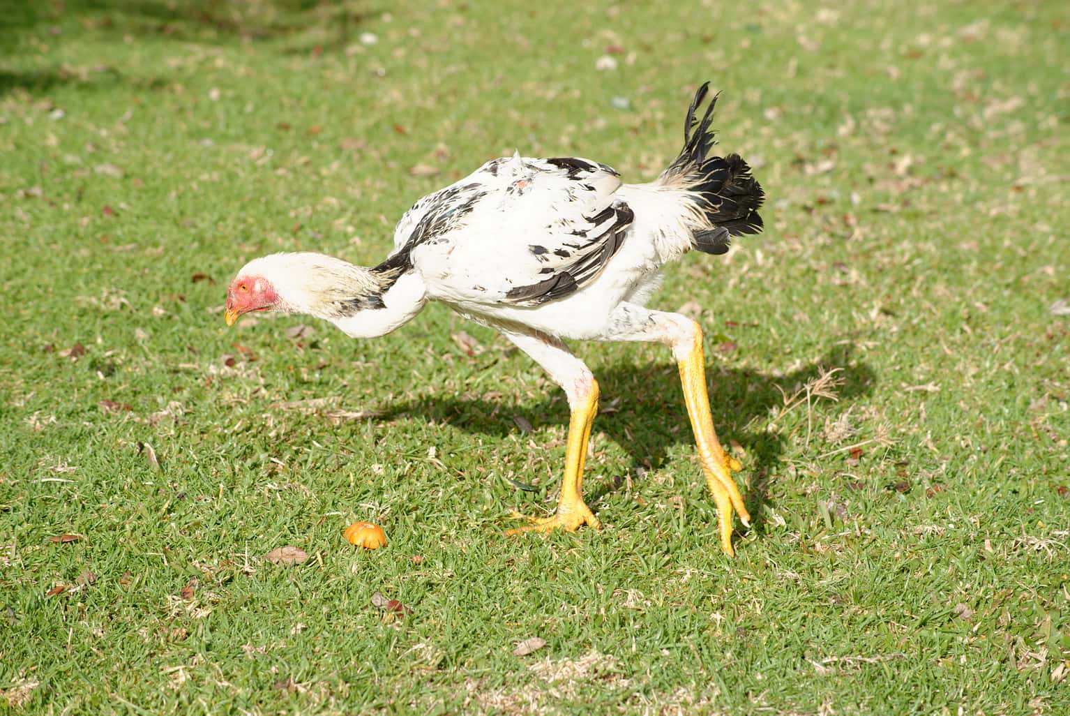 Discover the Biggest Chicken Breeds in the World - A-Z Animals