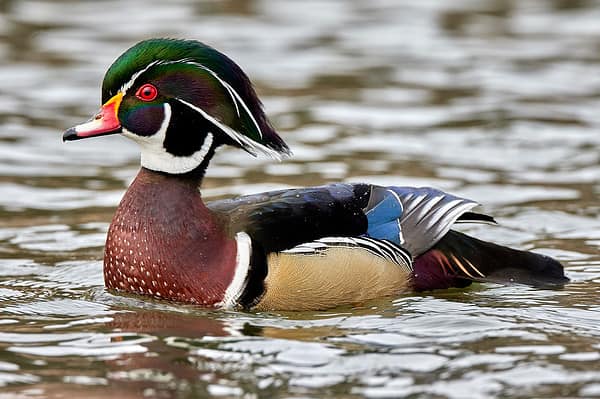 28 Types of Ducks in North America - A-Z Animals