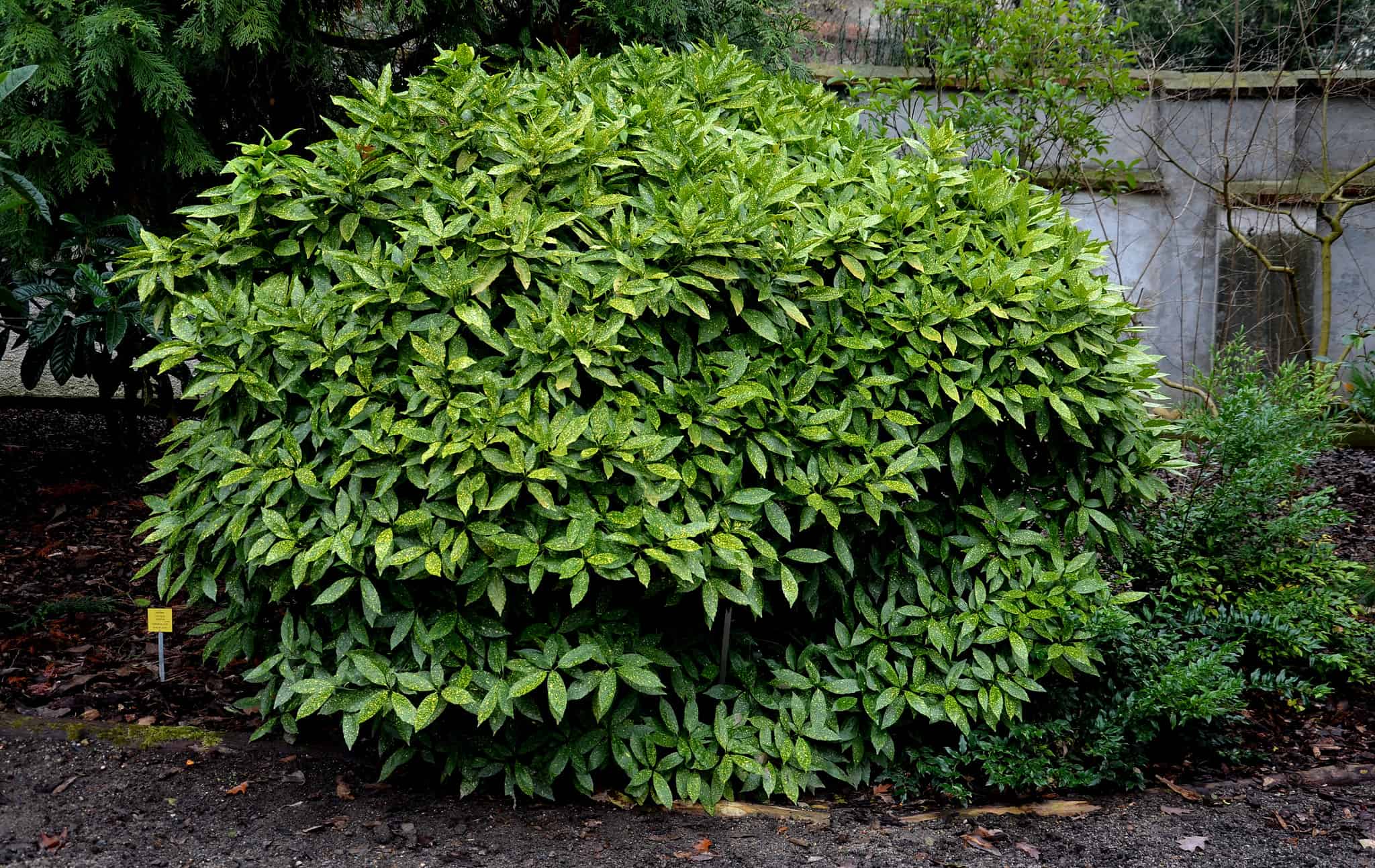 14 Shrubs That Thrive in Zone 7 Shade Gardens - A-Z Animals