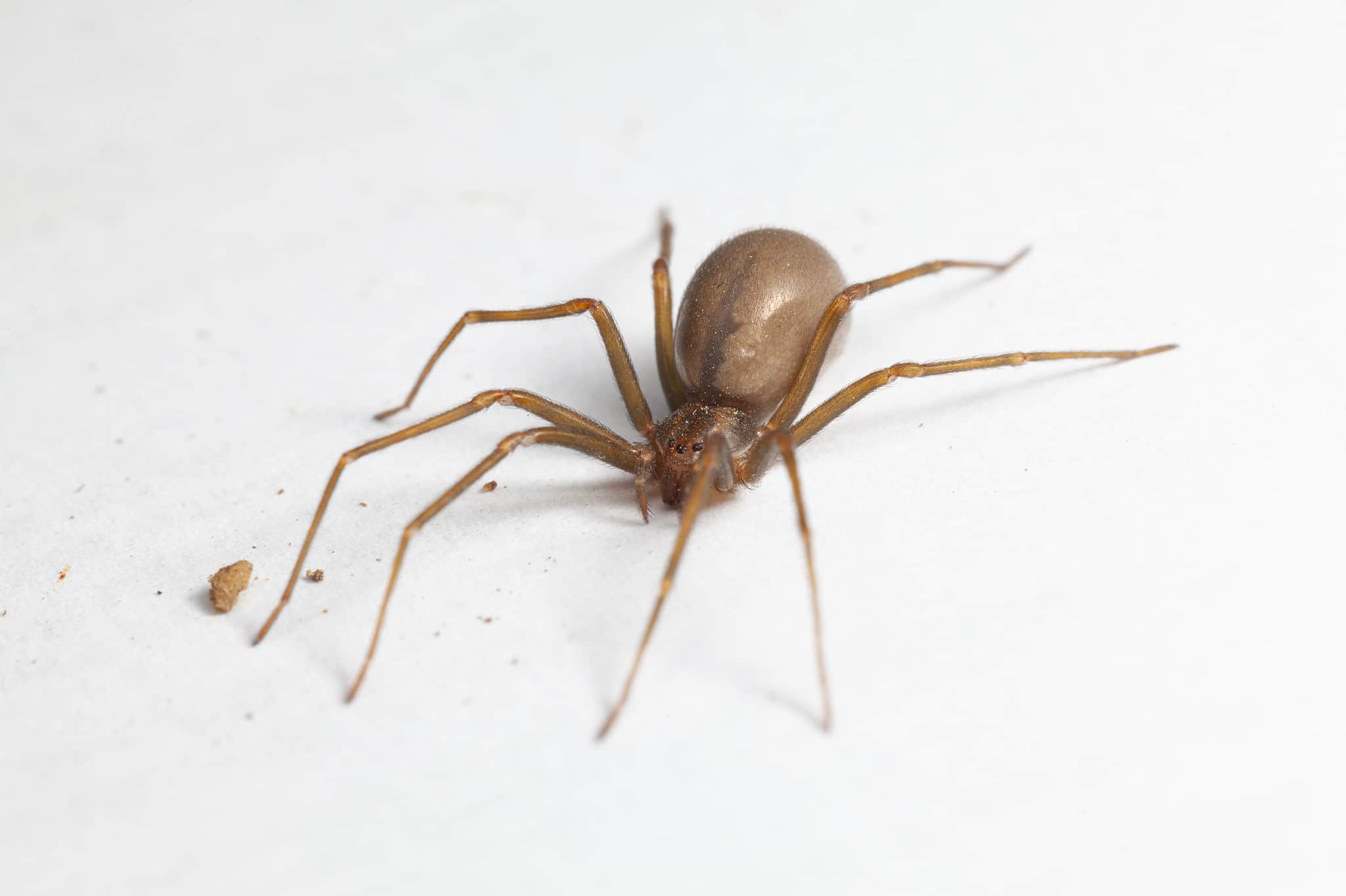 Brown Recluse in Kentucky. Habitats, Behavior, and Avoiding Them - A-Z ...