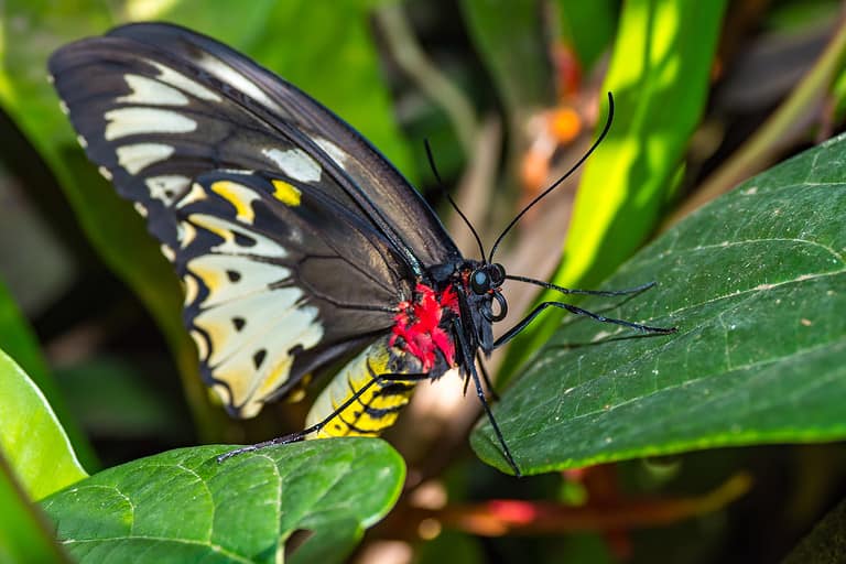 These Giant Insects Are Fascinating (and Terrifying) - A-Z Animals