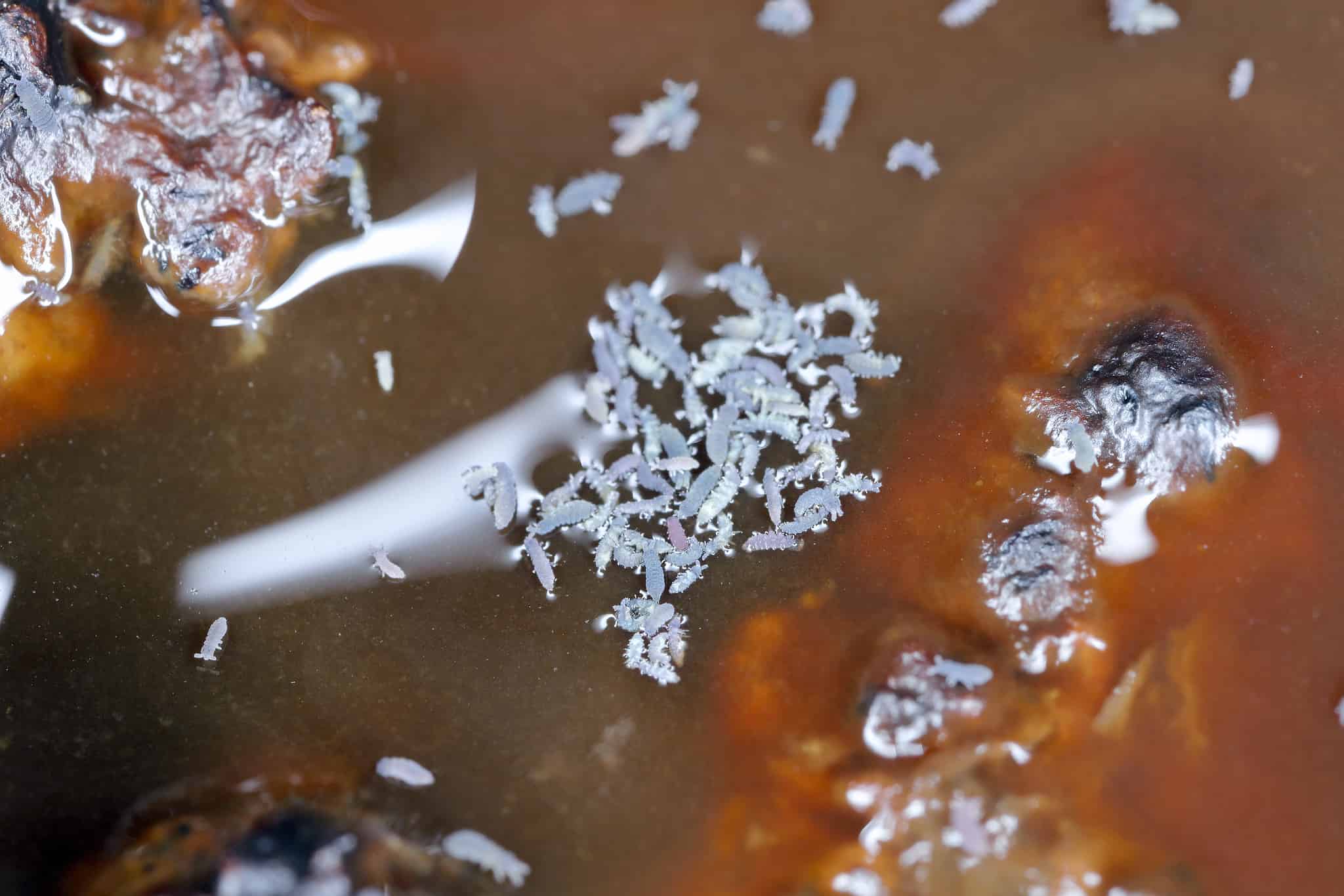 Tiny Blue Six-Eyed Species Just Discovered Crawling Around in Japan - A ...