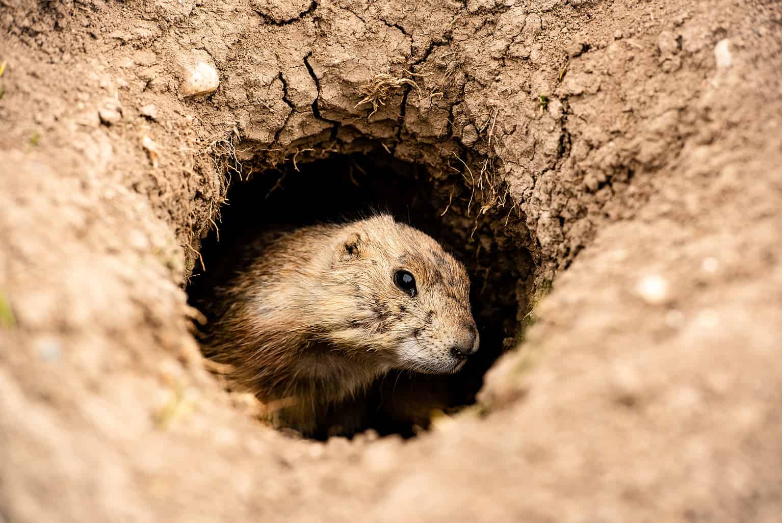 Do Prairie Dogs Make Good Pets? Discover the Pros and Cons - A-Z Animals