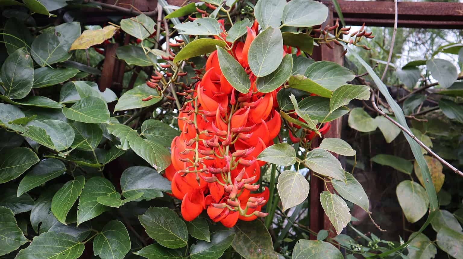 The 18 Best Flowers to Plant in Hawaii for Stunning Blooms