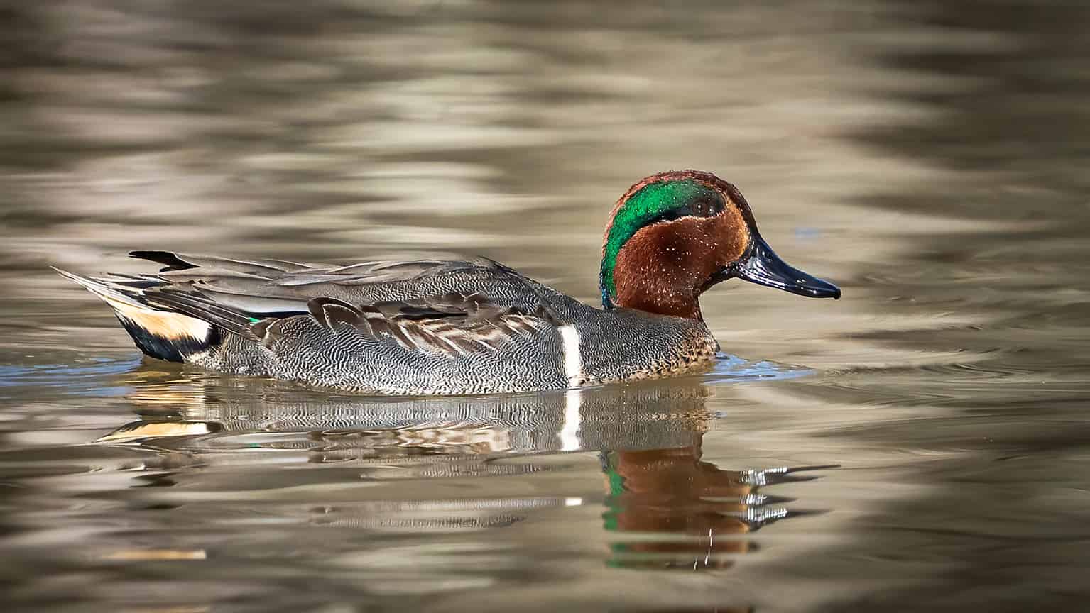 28 Types of Ducks in North America - A-Z Animals
