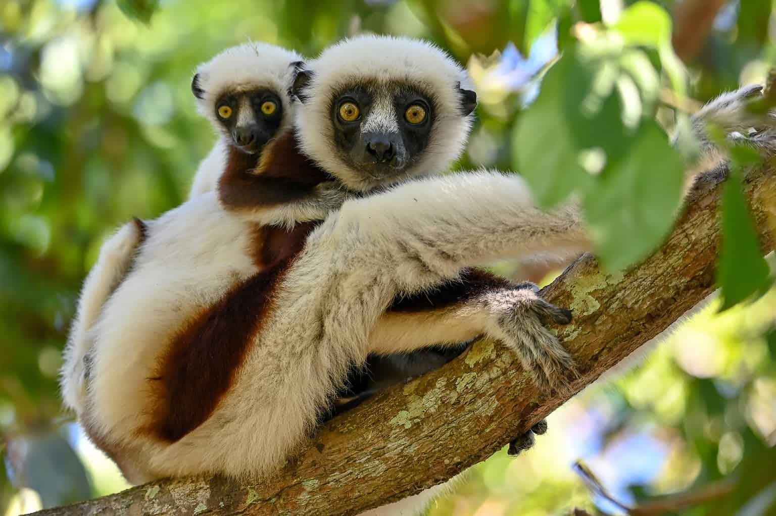 The 30 Most Biodiverse Countries in the World - A-Z Animals